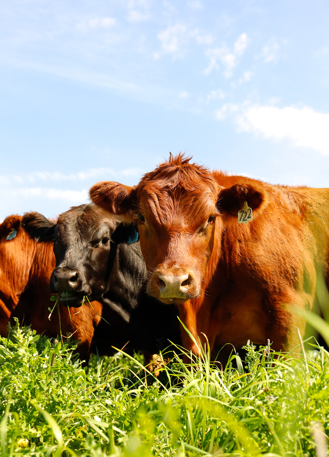 The Most Important Component of Wisconsin Meadows: YOU! - Wisconsin Meadows