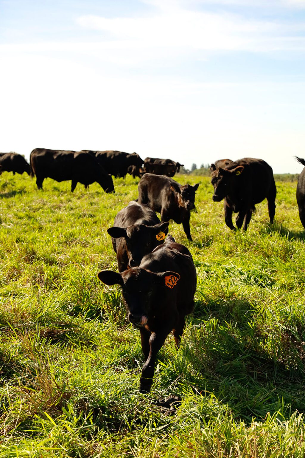 Our Practices - Wisconsin Meadows