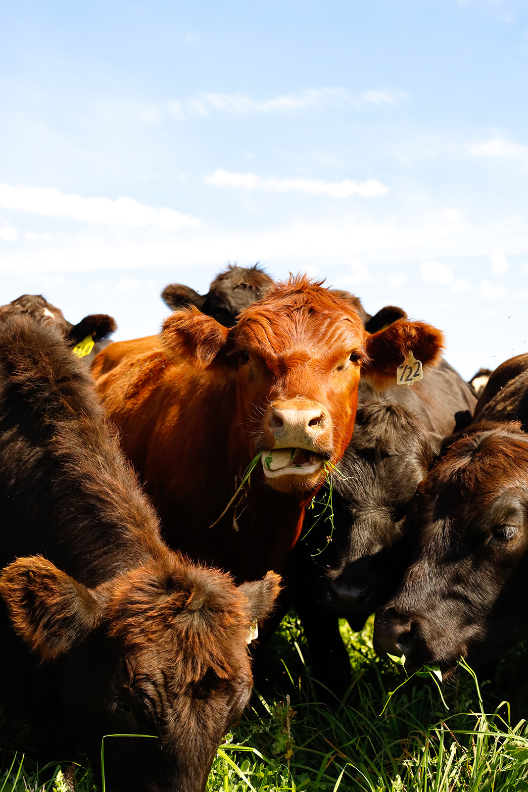 Beef Sustainably Produced - Wisconsin Meadows