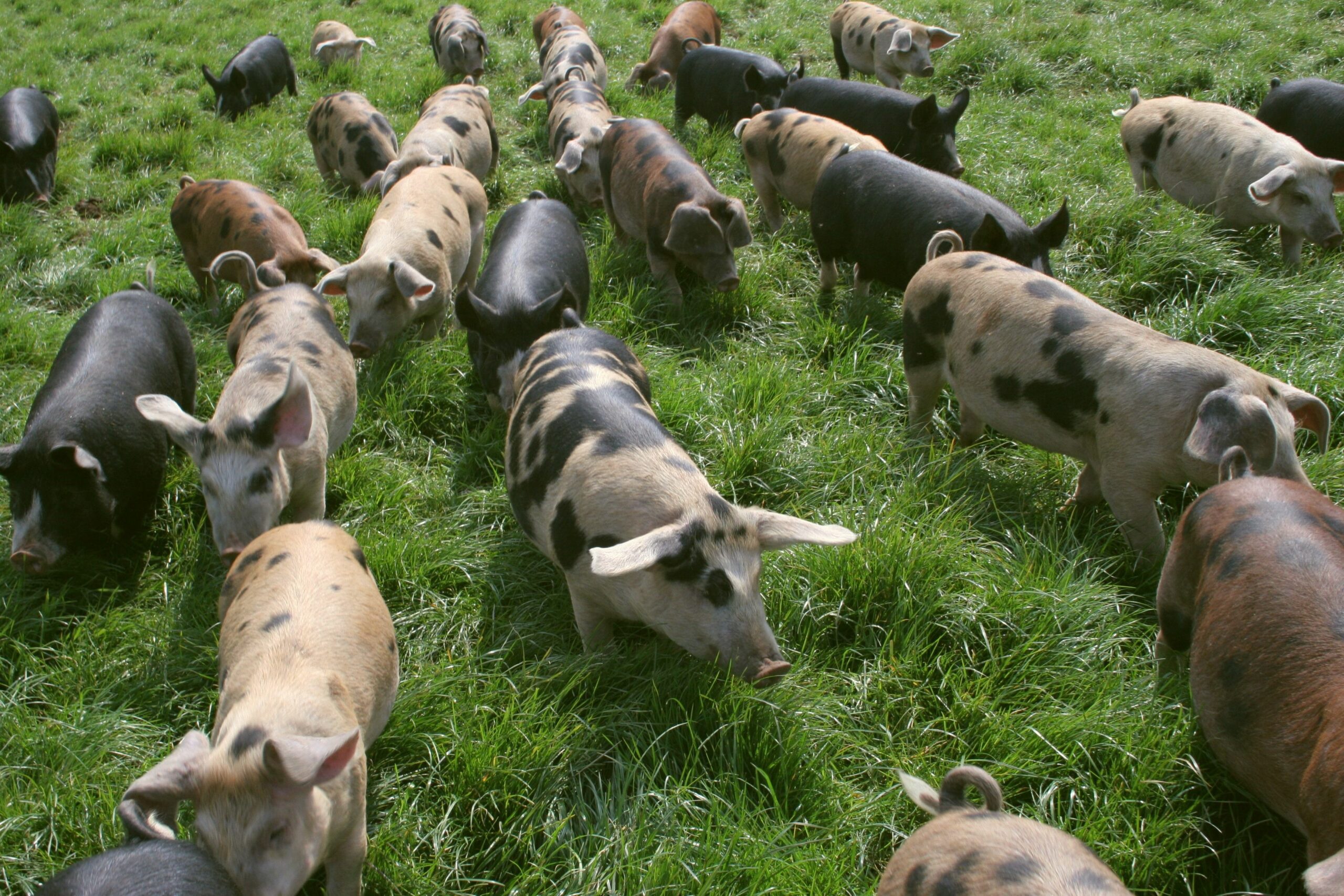 Raising Pigs on Pasture is Good for Everyone - Wisconsin Meadows